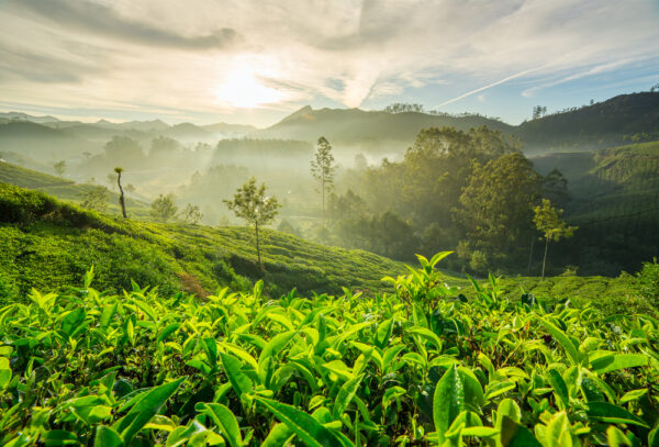 20 Best Places to Visit in Summer in India with Family To Enjoy!